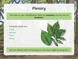 Deciduous and Evergreen Trees Task Setter PowerPoint.ppt