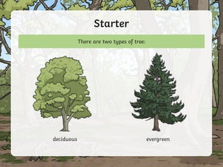 Deciduous and Evergreen Trees Task Setter PowerPoint.ppt