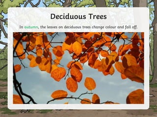 Deciduous and Evergreen Trees Task Setter PowerPoint.ppt