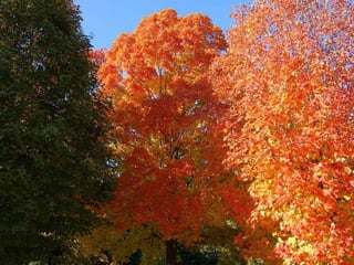 Sec1 - Deciduous & Coniferous Forest | PPT