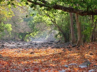 Sec1 - Deciduous & Coniferous Forest | PPT