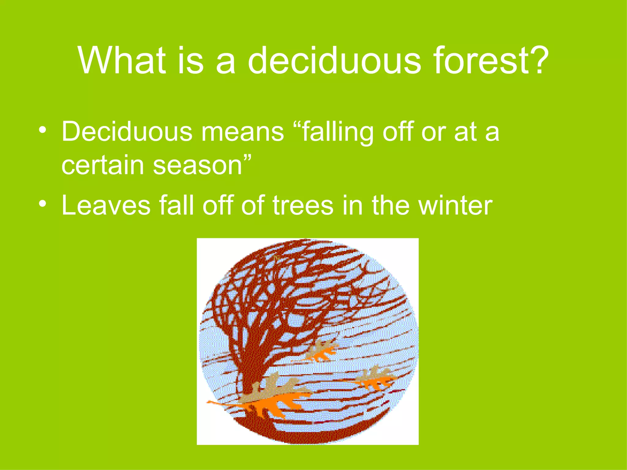 Deciduous Forest | PPT
