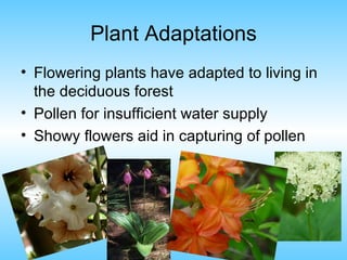Deciduous Forest | PPT