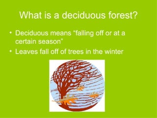 Deciduous Forest | PPT