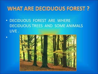 Deciduous forest. l ucia pati-lucia | PPSX