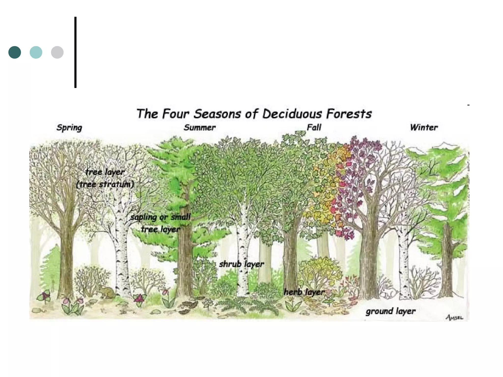 Deciduous forest biotic and abiotic | PPT