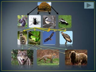 Deciduous forests | PPT