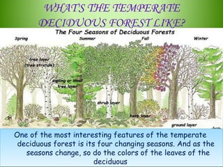 Deciduous Forest Seasons