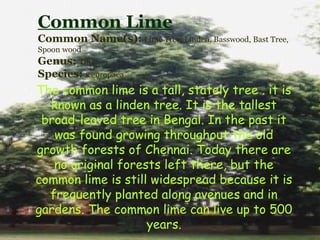 Common Lime Tree In Deciduous Forest