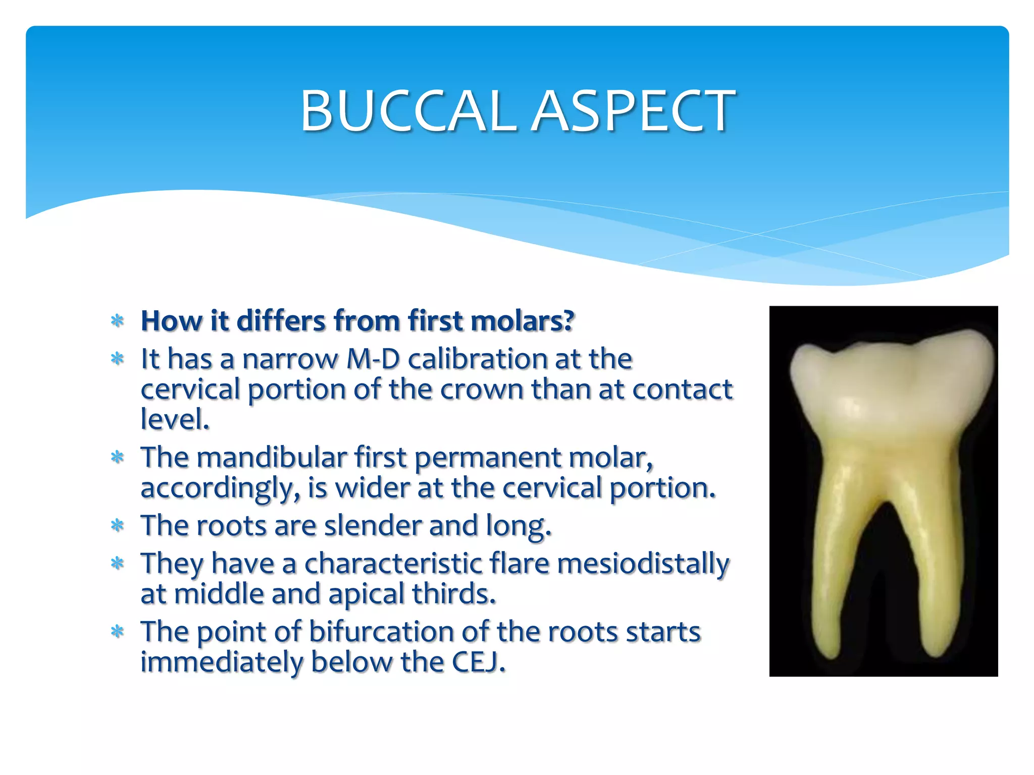 Deciduous maxillary & mandibular 2 nd molar | PPTX