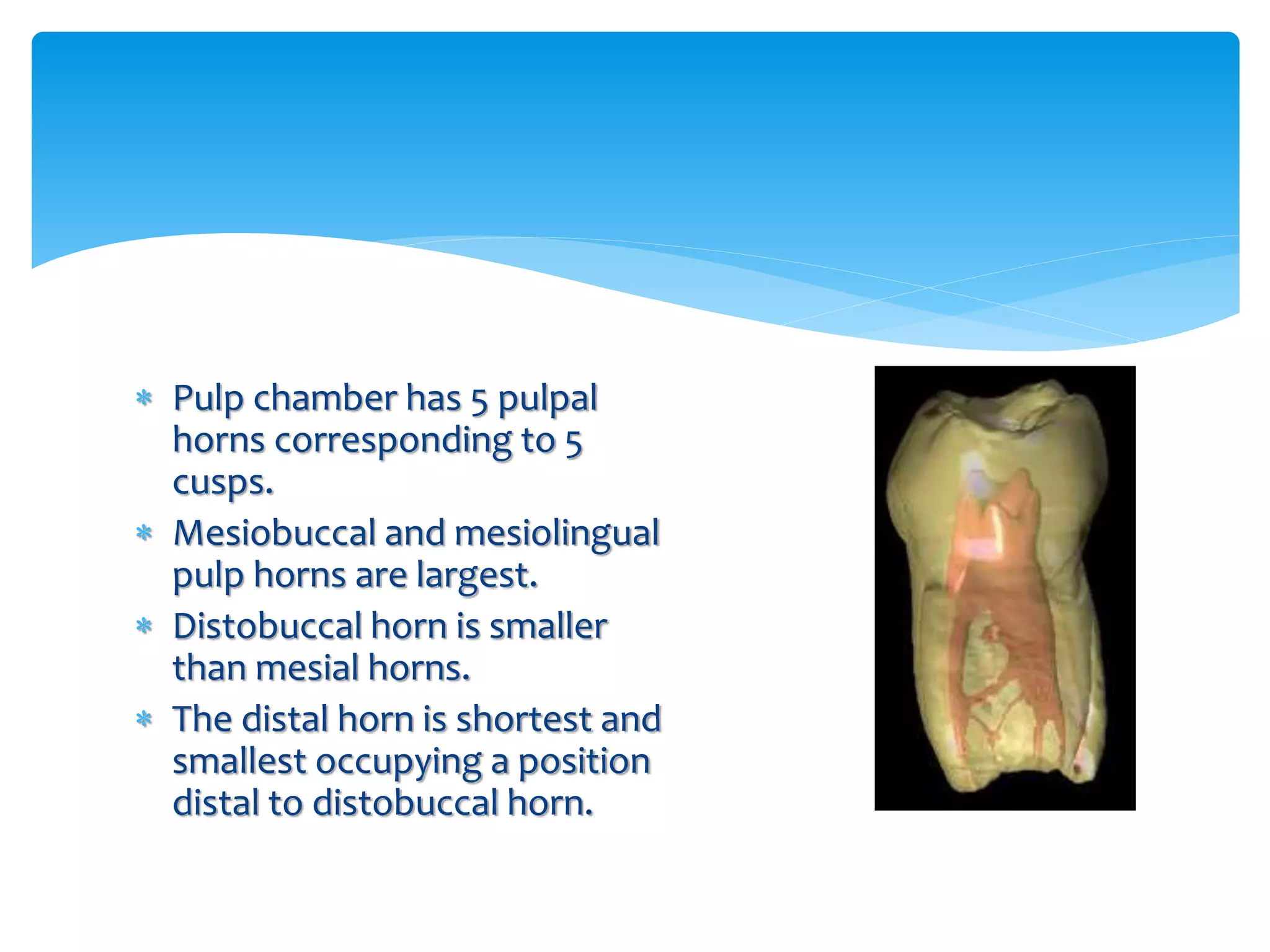 Deciduous maxillary & mandibular 2 nd molar | PPTX