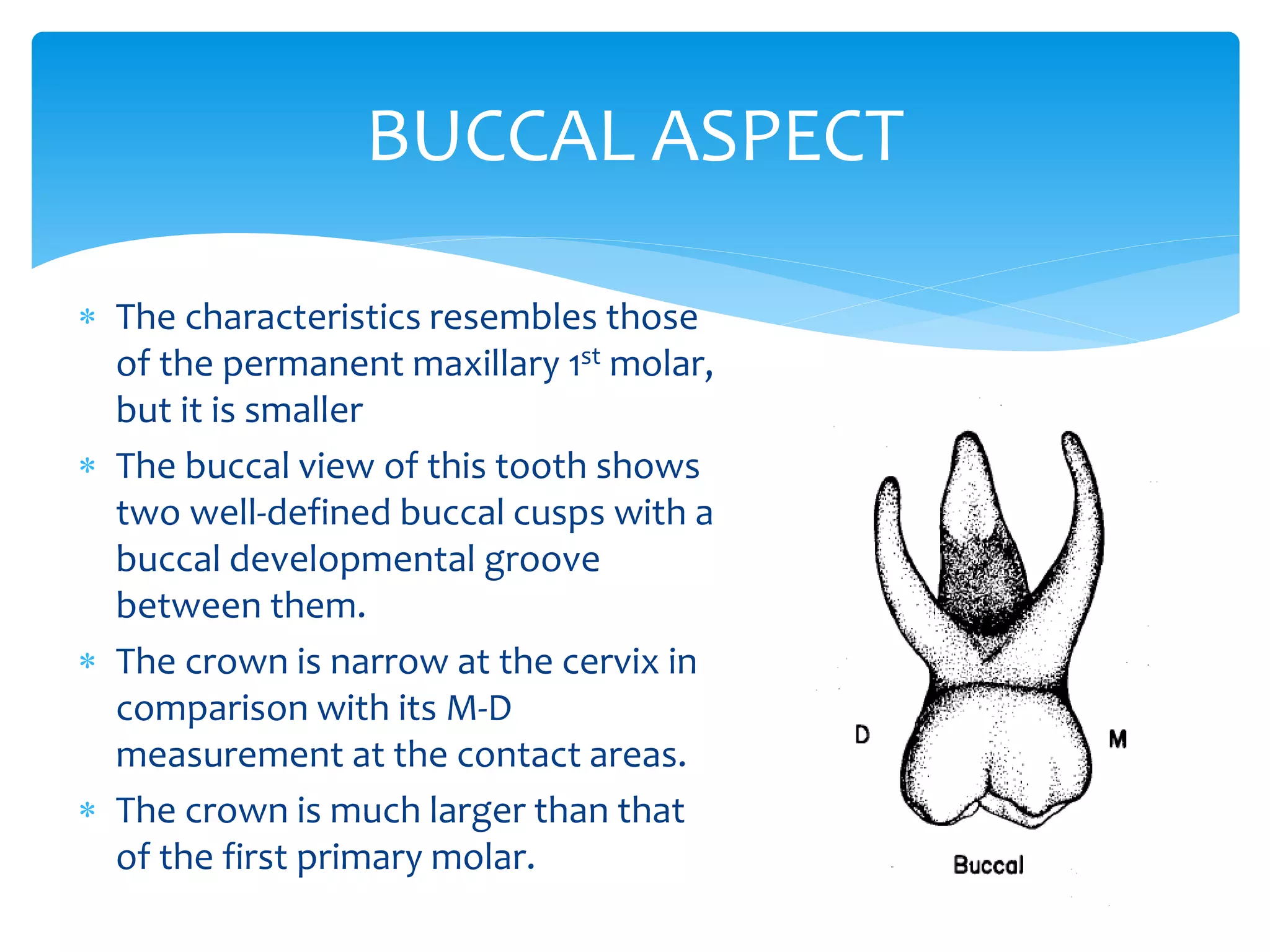 Deciduous maxillary & mandibular 2 nd molar | PPTX