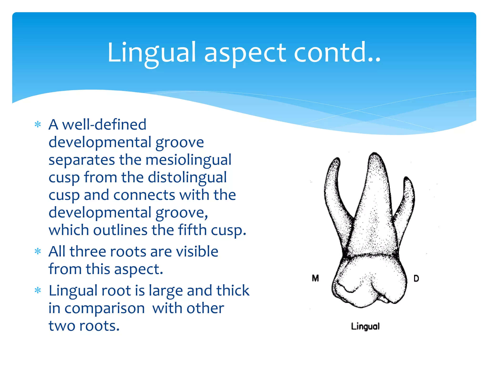 Deciduous maxillary & mandibular 2 nd molar | PPTX