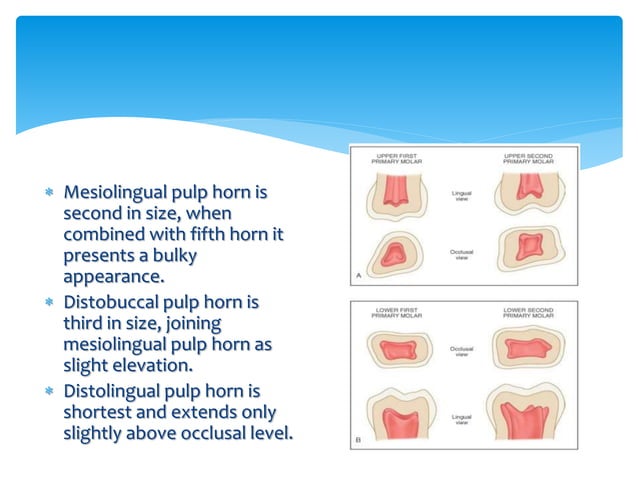 Deciduous maxillary & mandibular 2 nd molar | PPTX | Dental Health ...