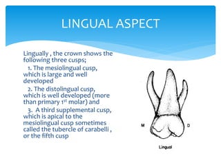 Deciduous maxillary & mandibular 2 nd molar | PPTX