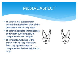 Deciduous maxillary & mandibular 2 nd molar | PPTX