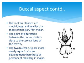 Primary Maxillary Second Molar