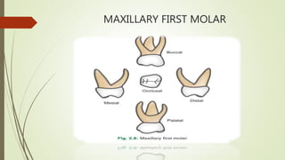 Deciduous molars | PPTX