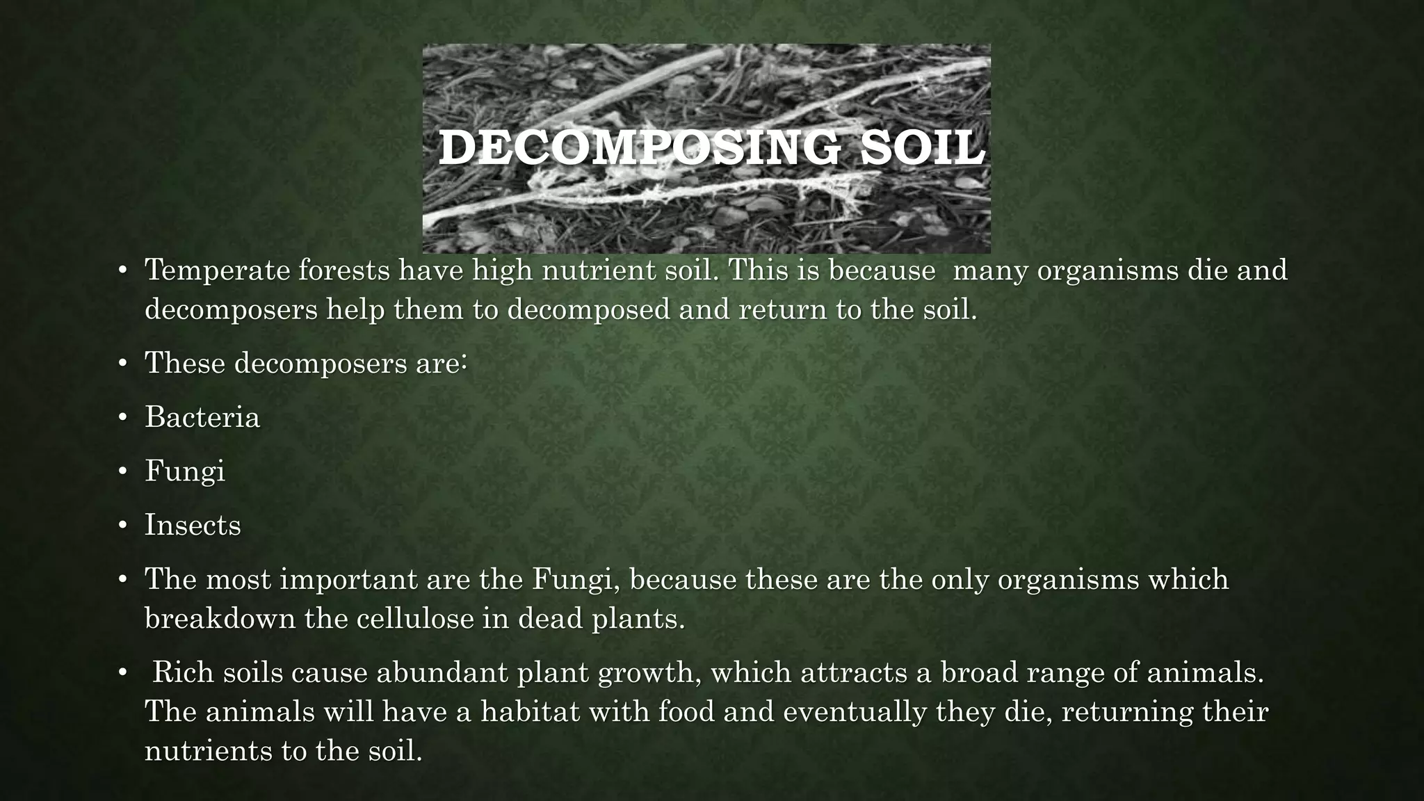 Deciduous rainforests | PPTX