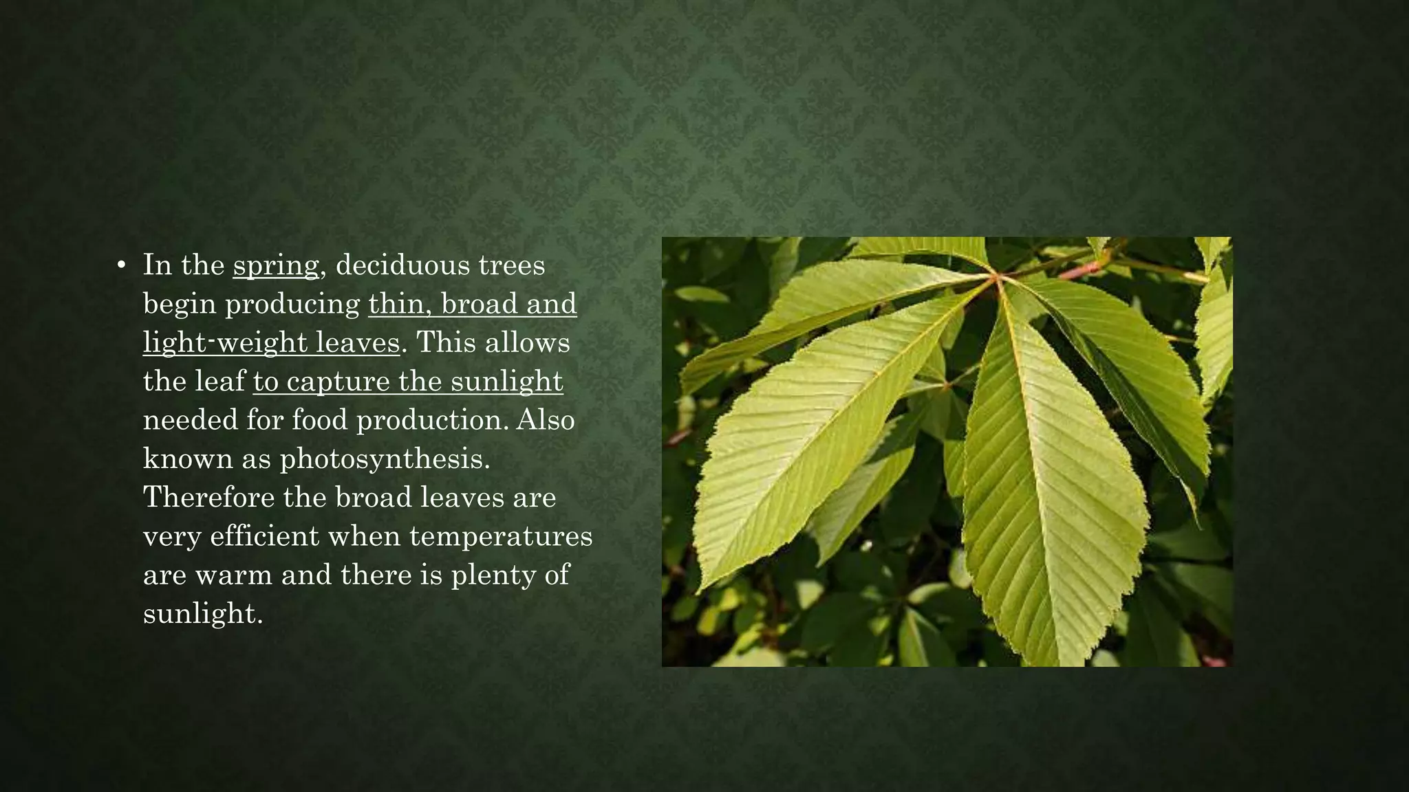 Deciduous rainforests | PPTX