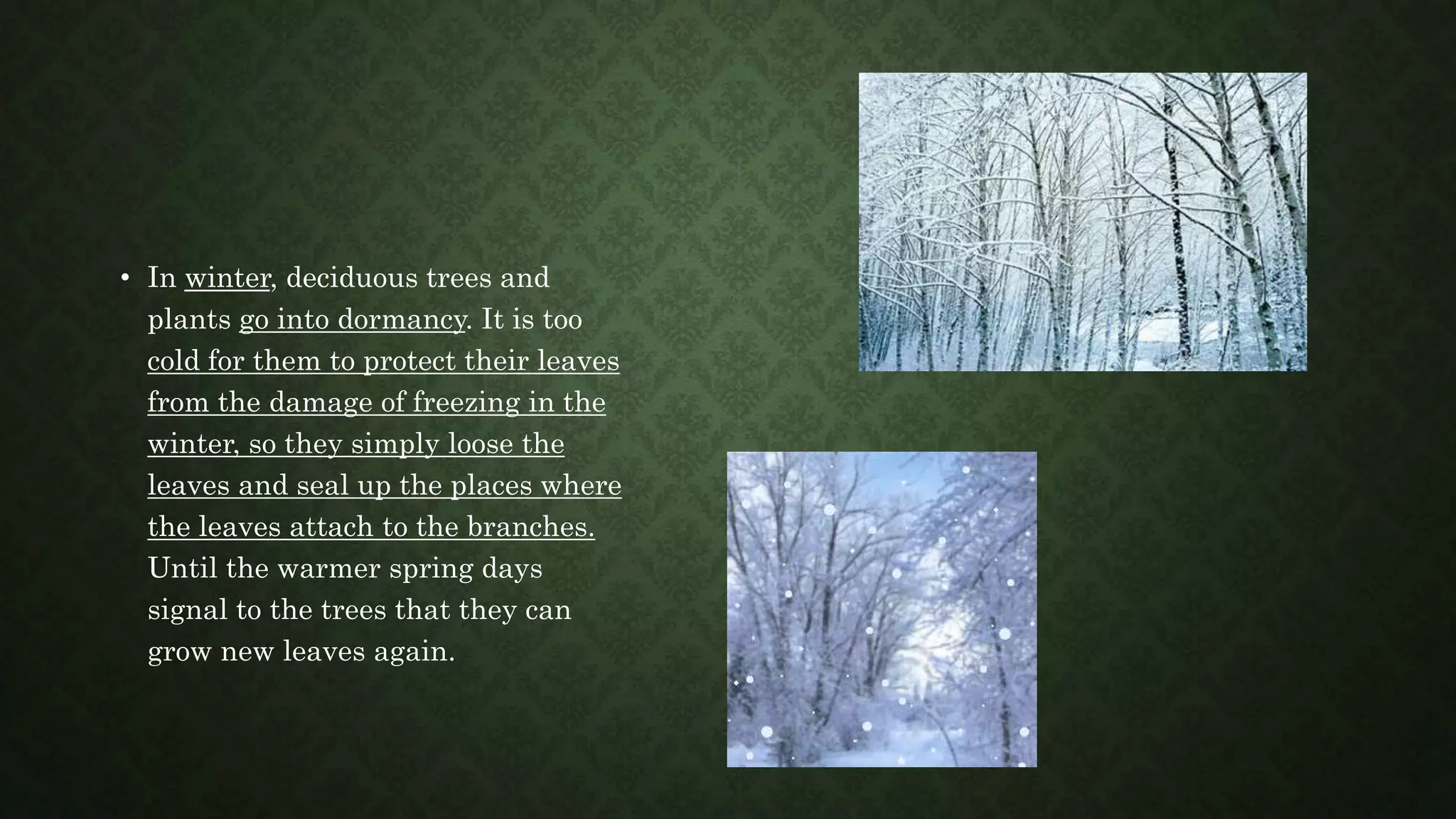 Deciduous rainforests | PPTX