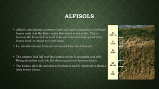 Deciduous rainforests | PPTX