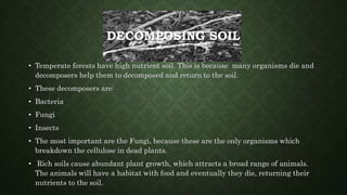 Deciduous rainforests | PPTX