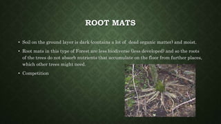 Deciduous rainforests | PPTX