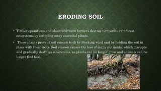 Deciduous rainforests | PPTX