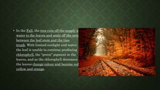 Deciduous rainforests | PPTX