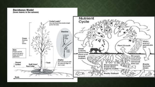 Deciduous rainforests | PPTX