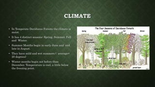 Deciduous rainforests | PPTX