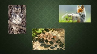 Deciduous rainforests | PPTX