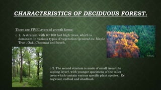 Deciduous rainforests | PPTX