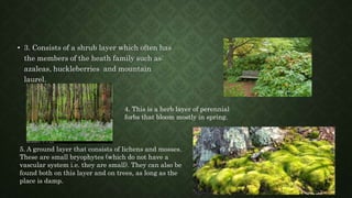 Deciduous rainforests | PPT