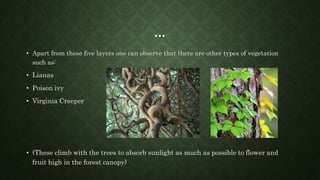 Deciduous rainforests | PPTX