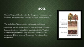 Deciduous rainforests | PPTX