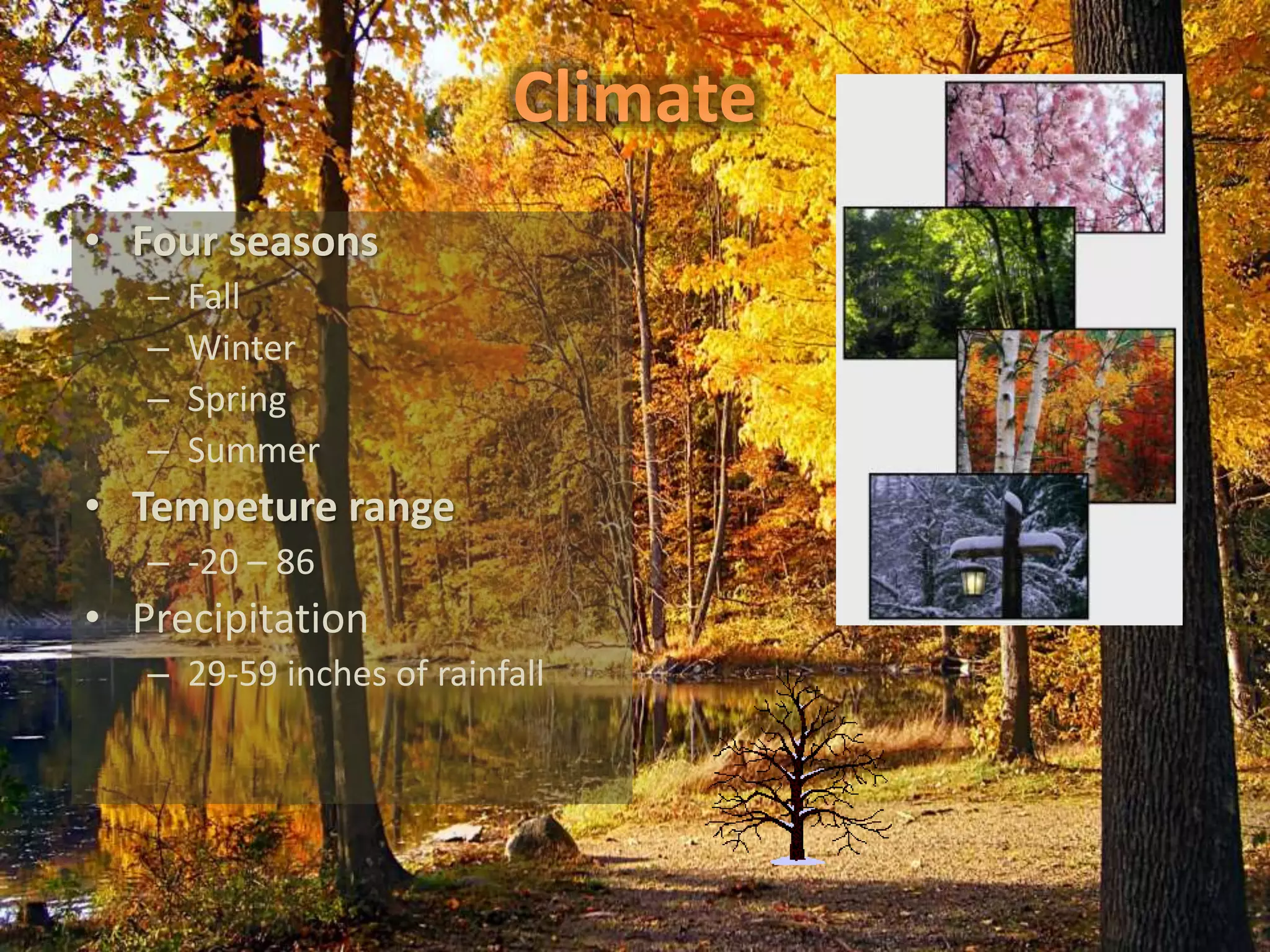 Deciduous Forest | PPTX | Geography | Science