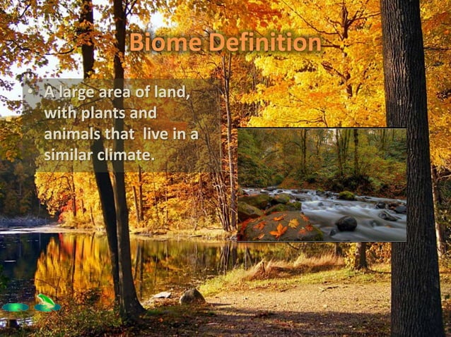 Deciduous Forest | PPTX | Geography | Science