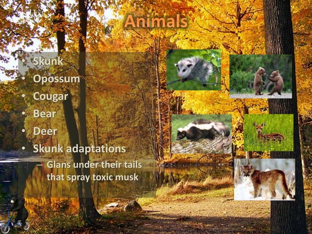 Deciduous Forest | PPTX | Geography | Science