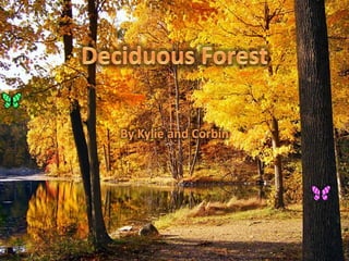 Deciduous Forest | PPT