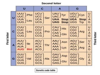 Deciphering of the genetic code | PPTX