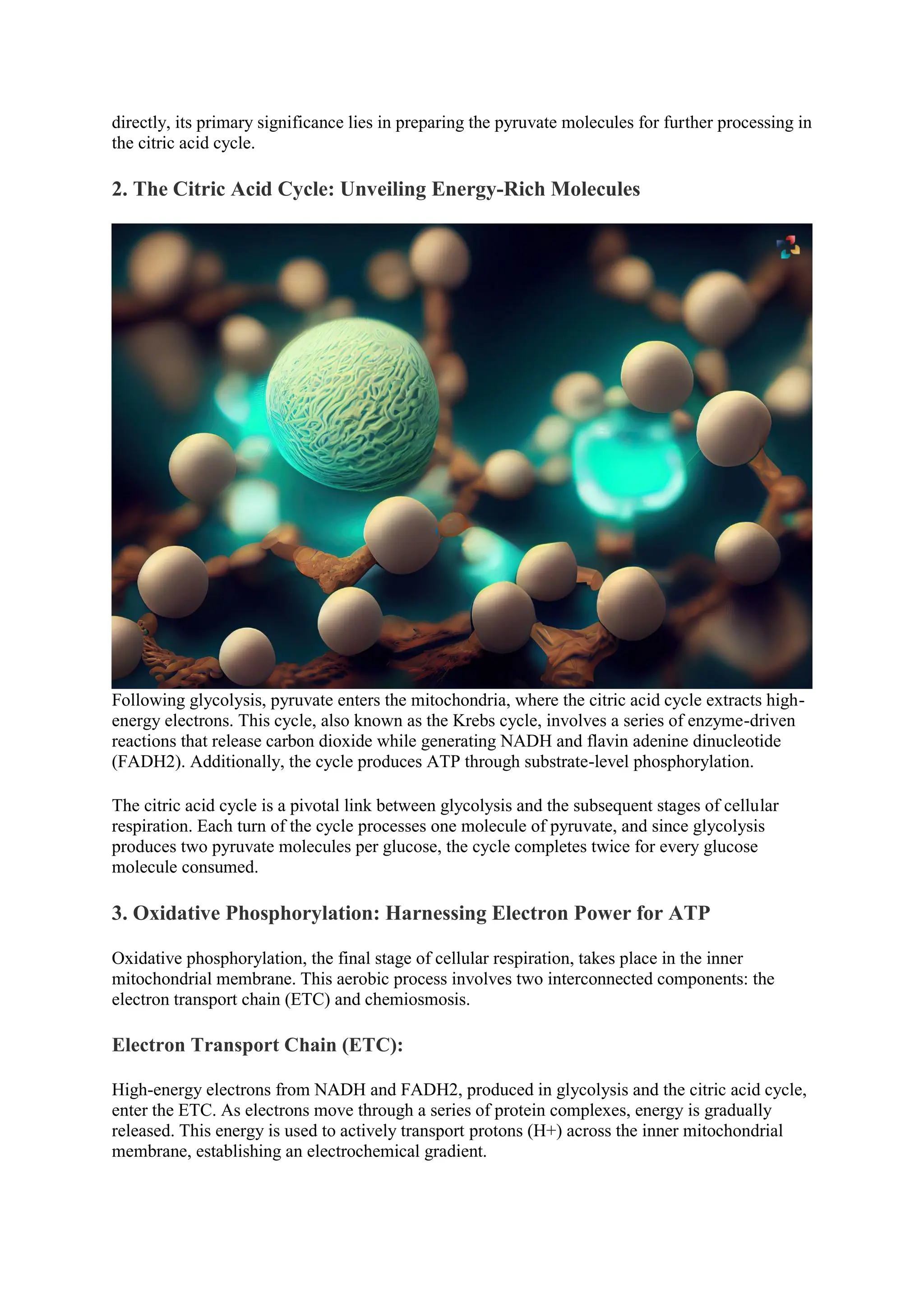 Deciphering Cellular Respiration: Stages, Mechanisms, and Implications ...