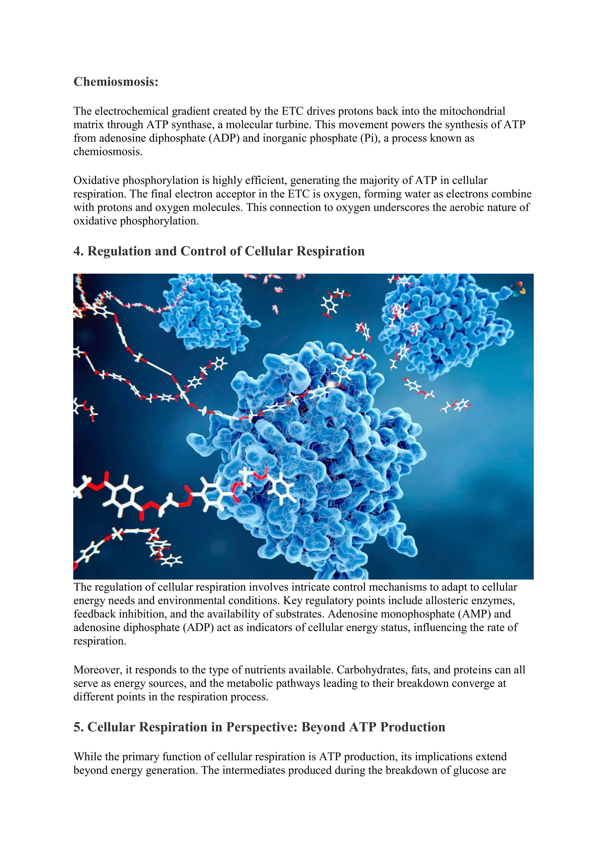 Deciphering Cellular Respiration: Stages, Mechanisms, and Implications ...