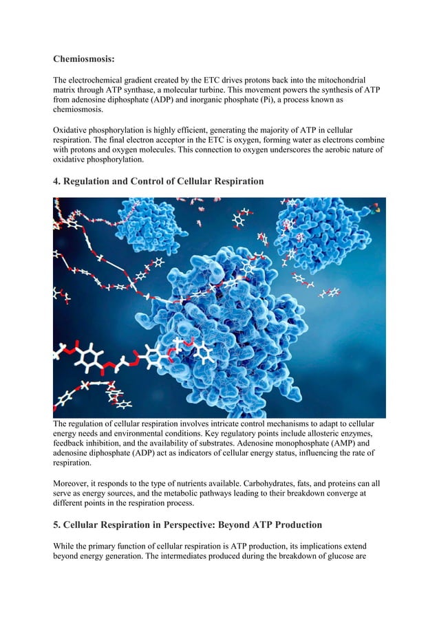 Deciphering Cellular Respiration: Stages, Mechanisms, and Implications ...