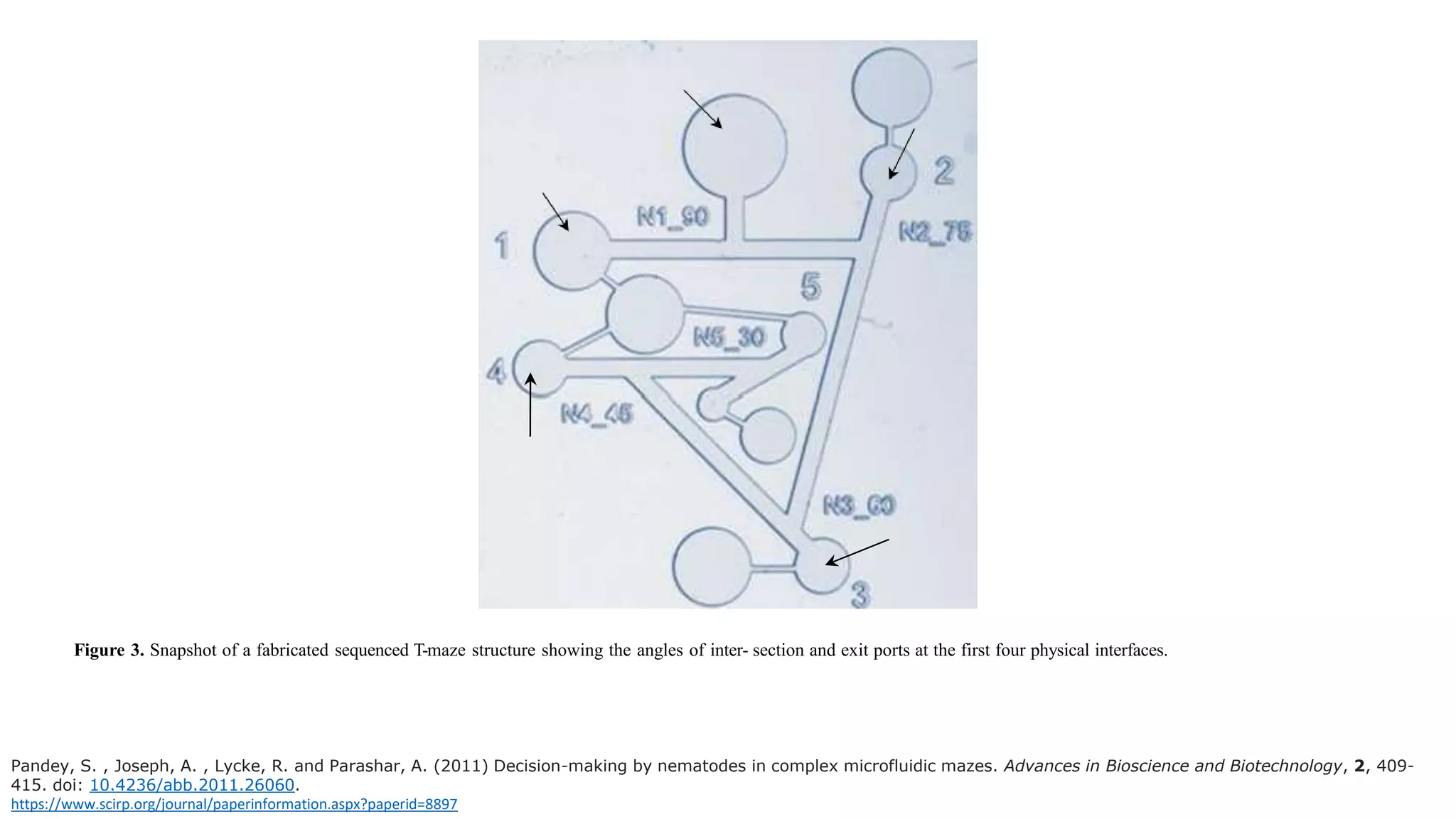 Decision making T Maze for nematode parasites | PPTX