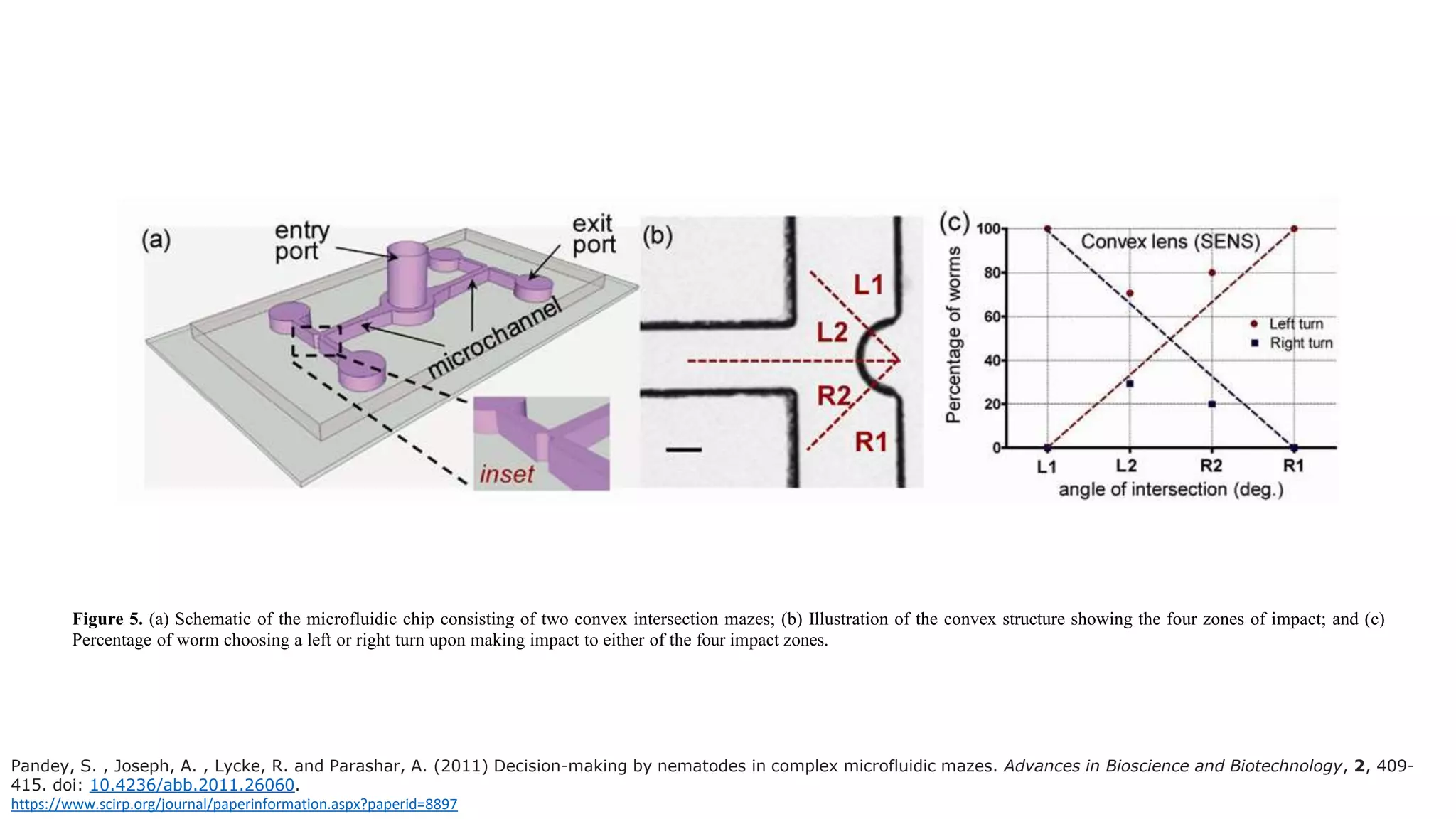 Decision making T Maze for nematode parasites | PPTX