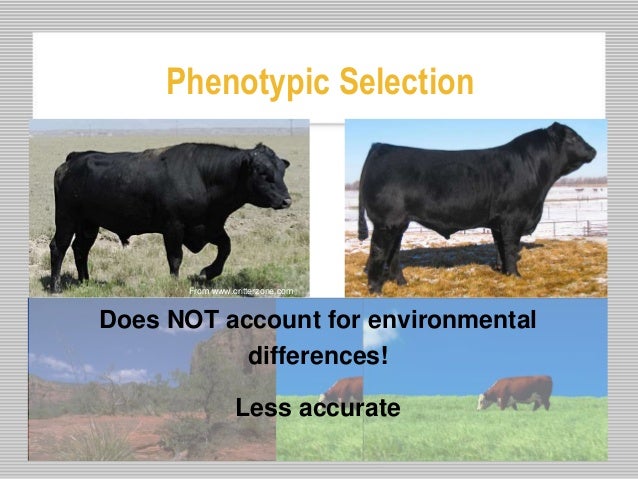Using DNA on your farm to select more profitable cattle