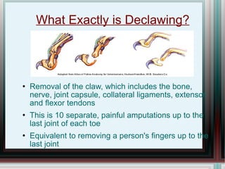 Declawing Speech Pp | PPT