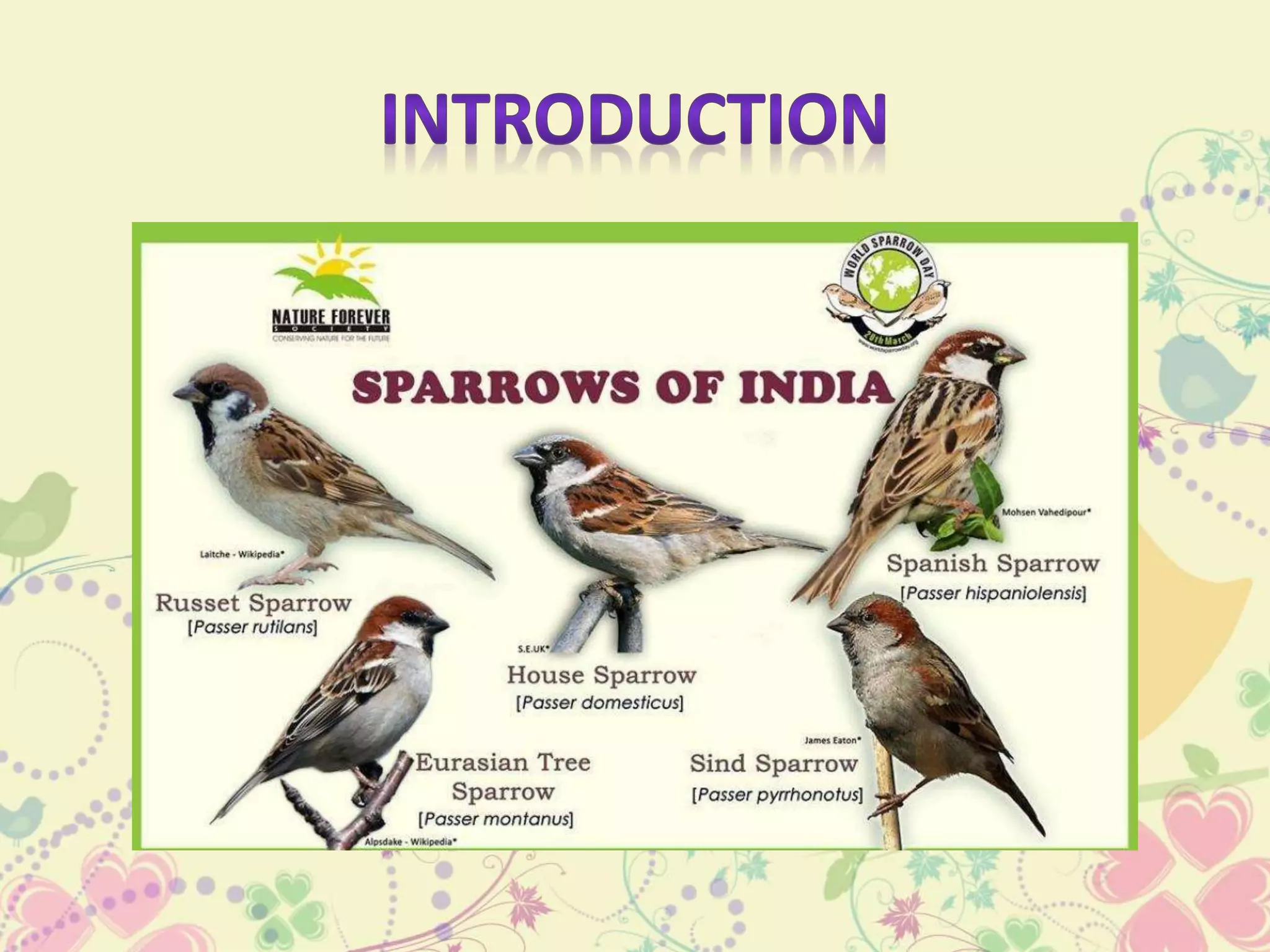 Decline sparrow biodiversity | PPT